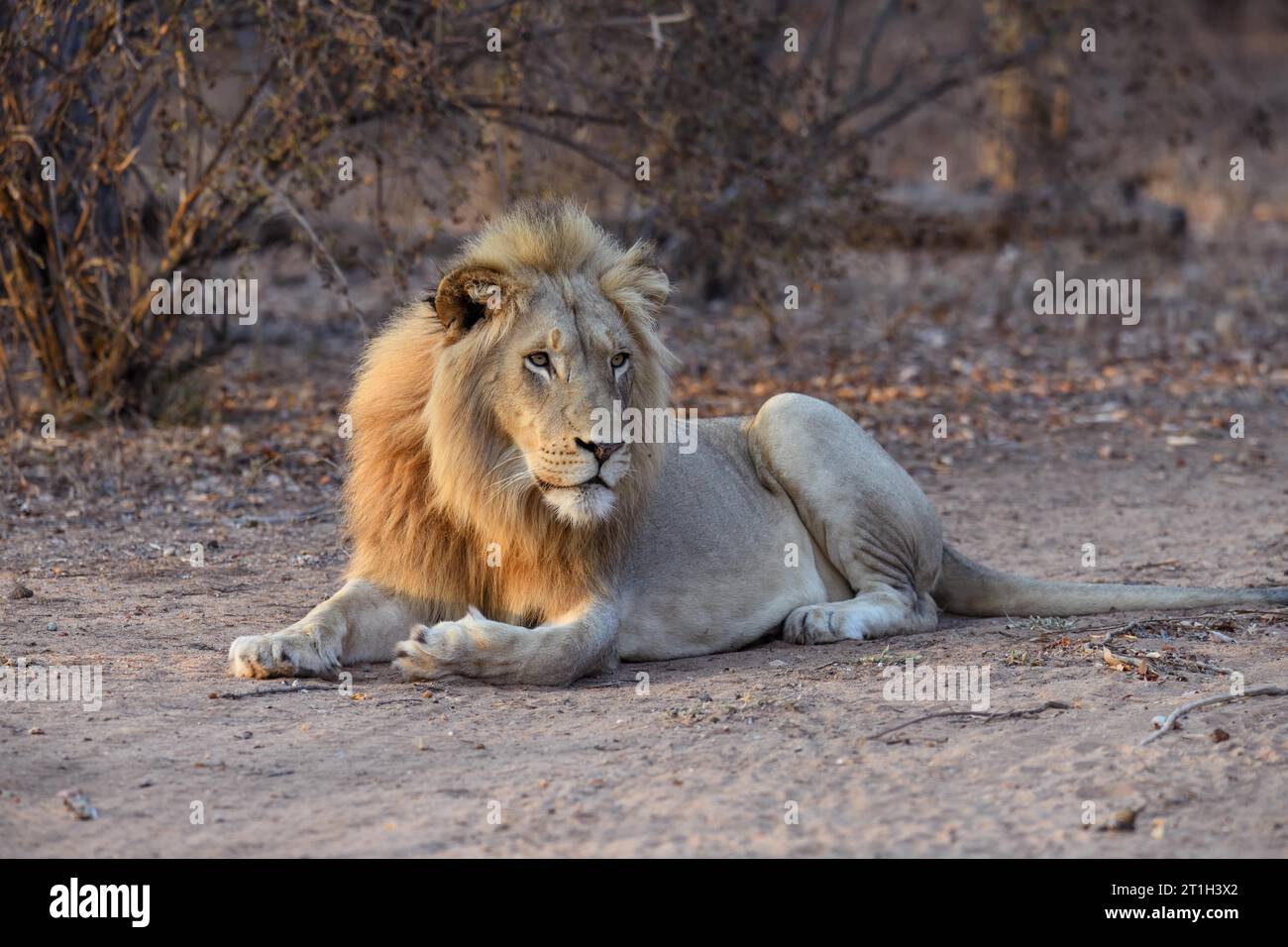 Young lion (Panthera leo), male, Kruger to Canyons Biosphere Region ...