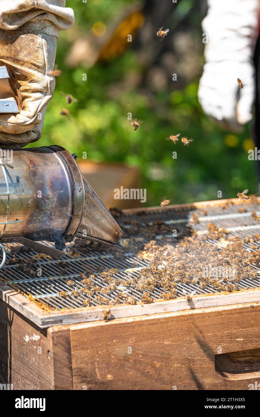 Bee boxes at the beekeeper, Black Forest, Gechingen, Germany Stock ...