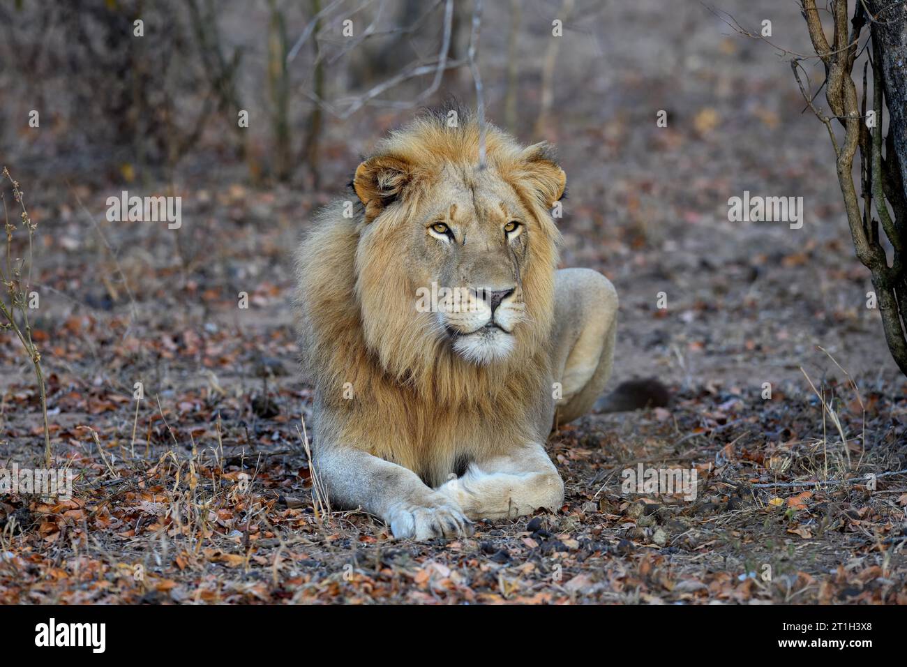 Young lion (Panthera leo), male, Kruger to Canyons Biosphere Region ...