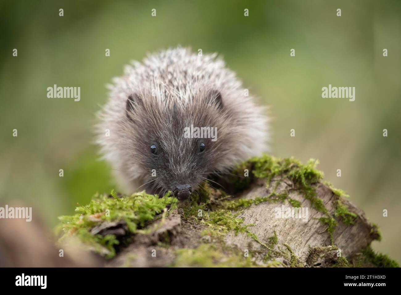 British hedgehog hi-res stock photography and images - Alamy
