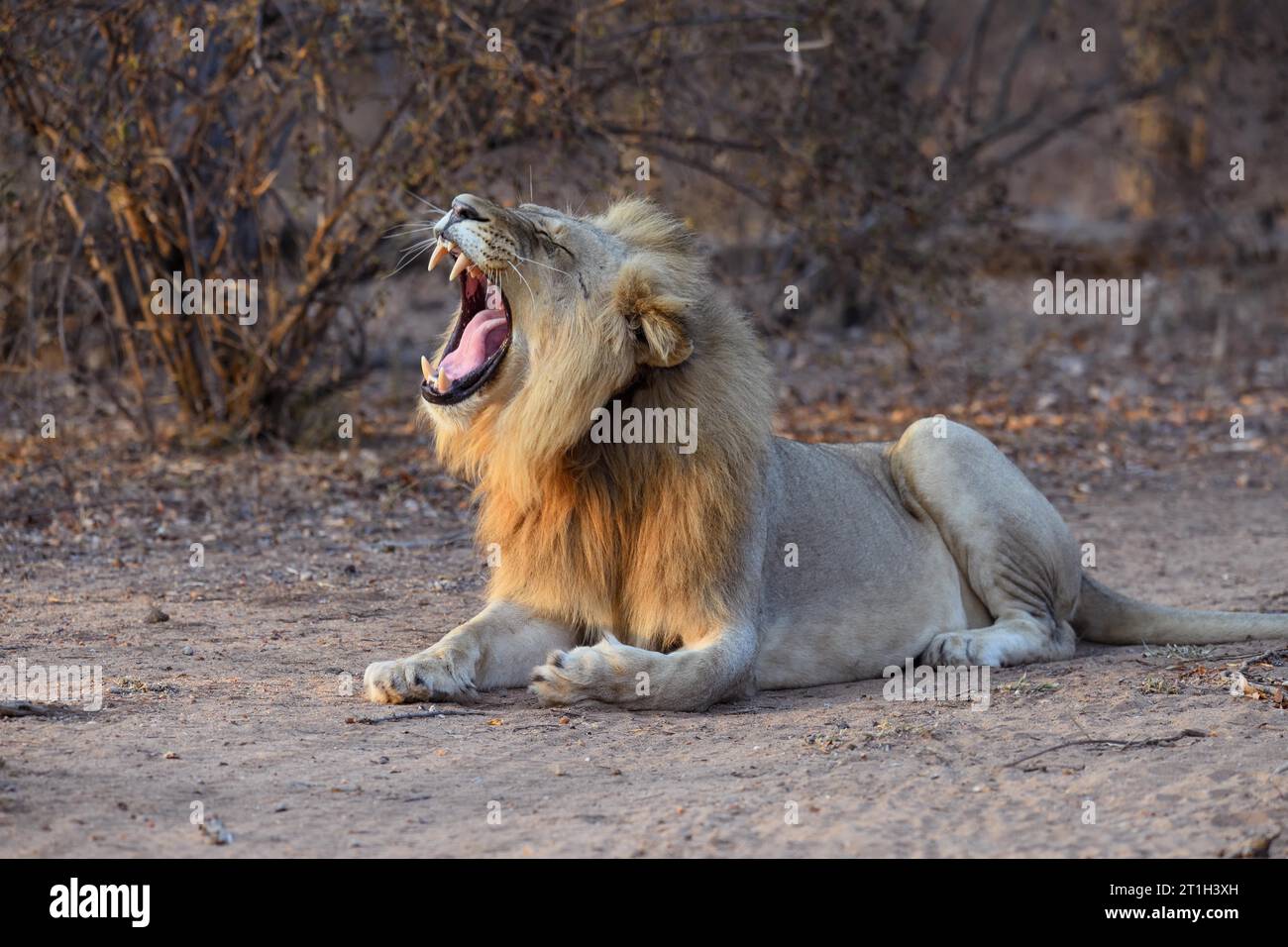 Yawning lion (Panthera leo), male, Kruger to Canyons Biosphere Region ...