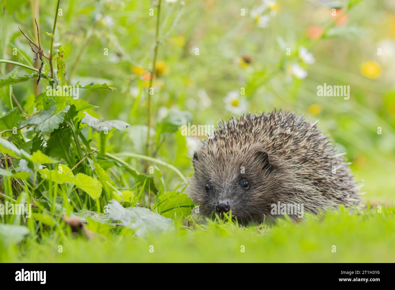 European hedgehog (Erinaceus europaeus) adult walking across a garden ...