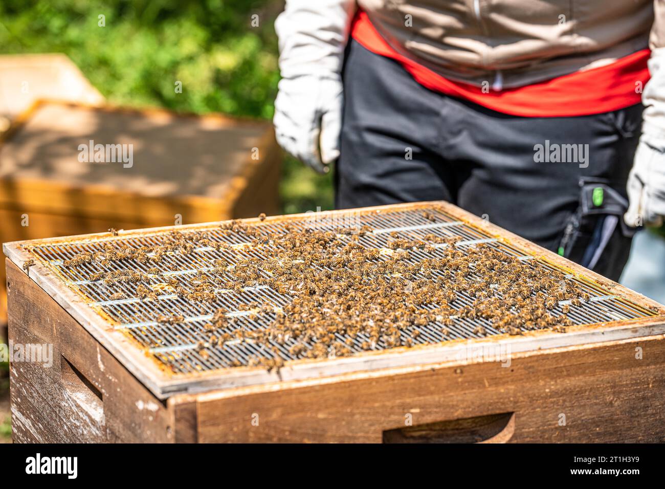 Bee boxes at the beekeeper, Black Forest, Gechingen, Germany Stock ...