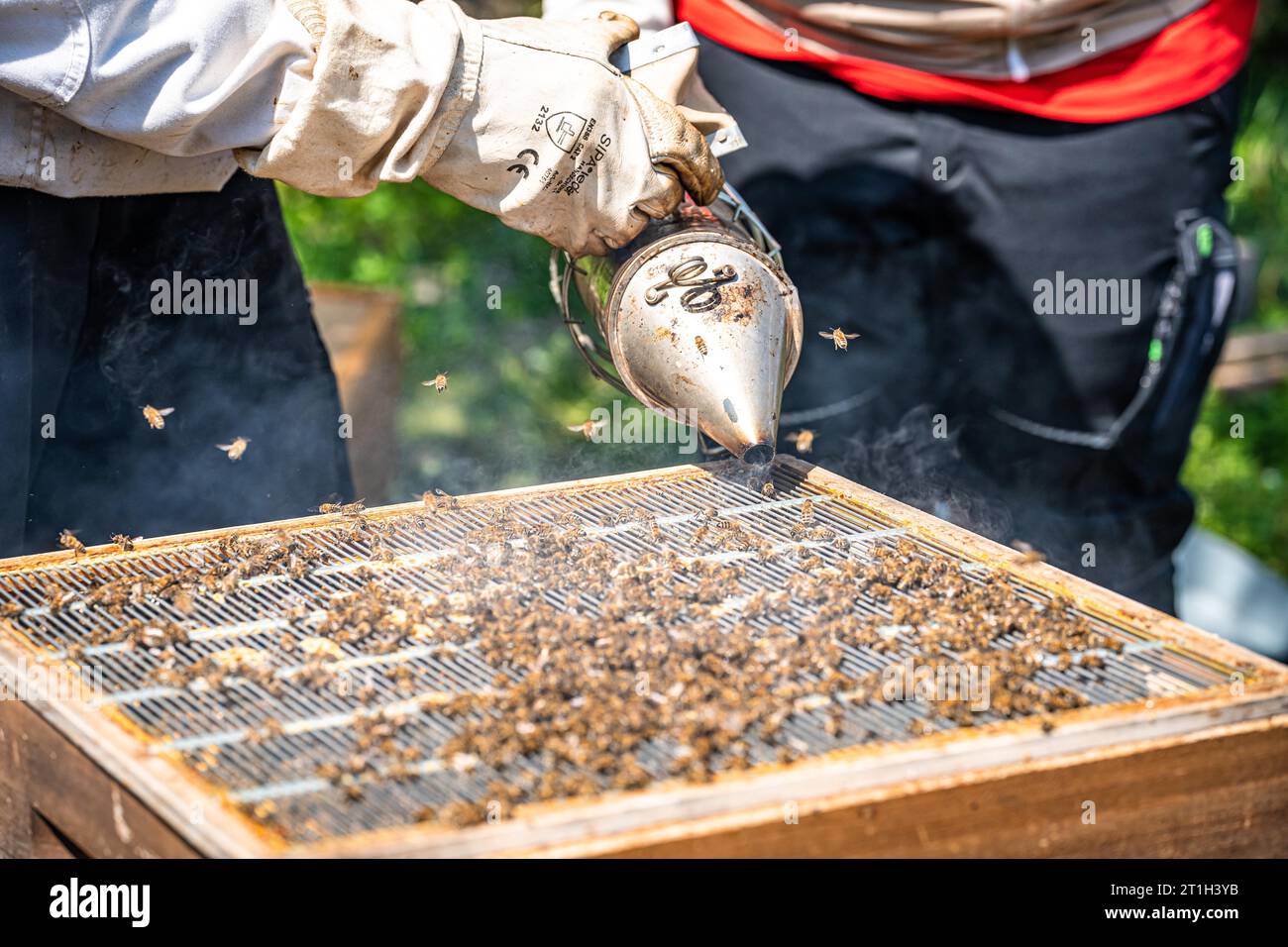 Bee boxes at the beekeeper, Black Forest, Gechingen, Germany Stock ...