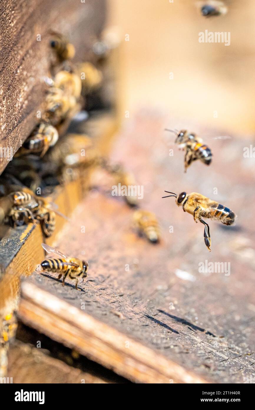 Bees at the beekeeper, Black Forest, Gechingen Stock Photo - Alamy