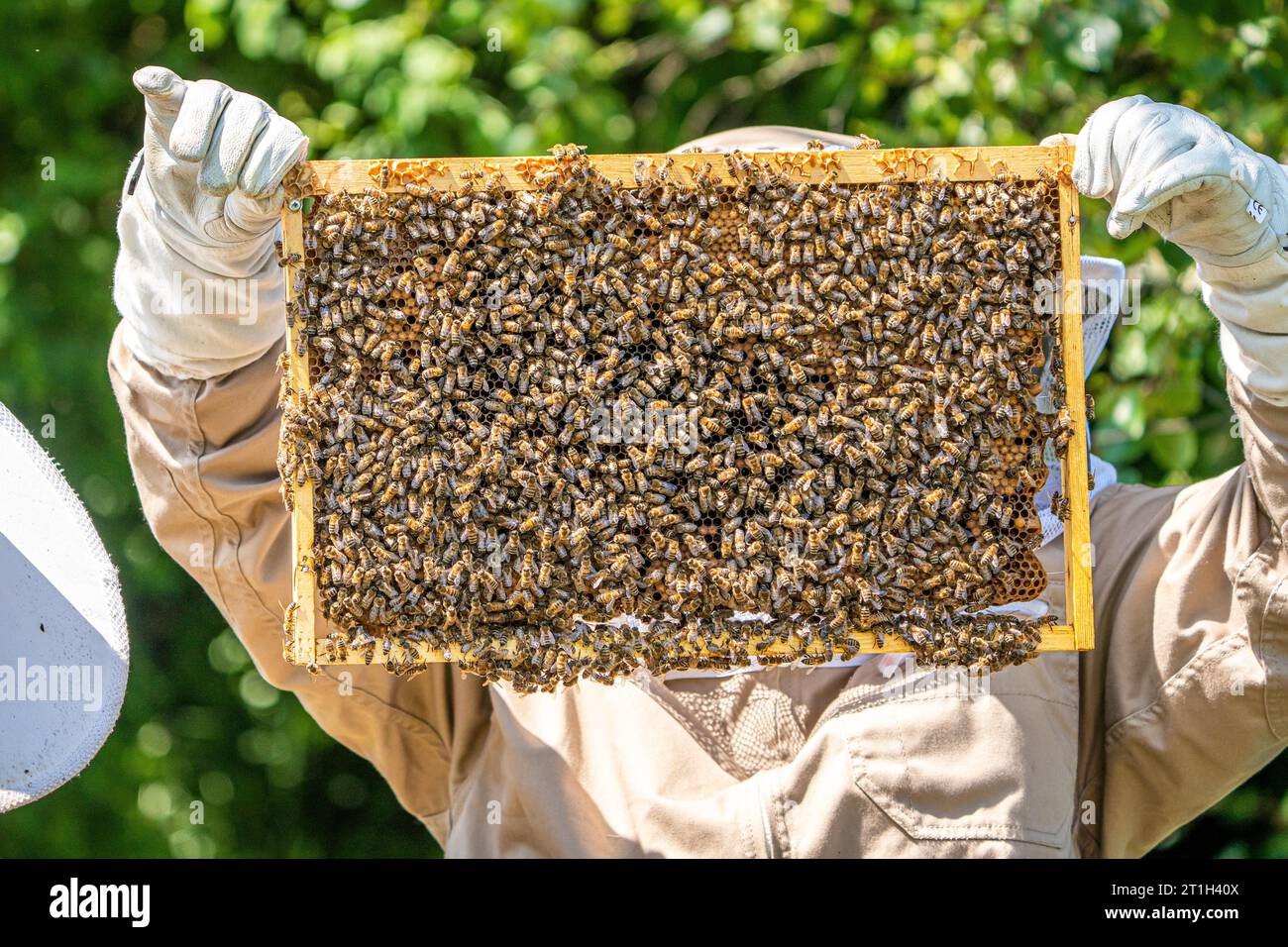 Bee boxes at the beekeeper, Black Forest, Gechingen, Germany Stock ...