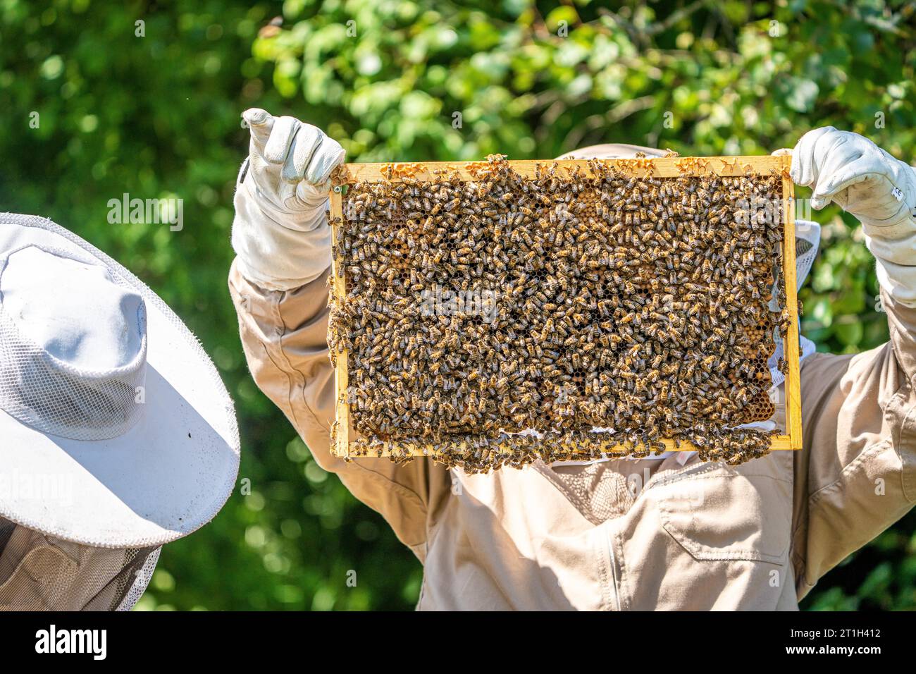 Bee boxes at the beekeeper, Black Forest, Gechingen, Germany Stock ...