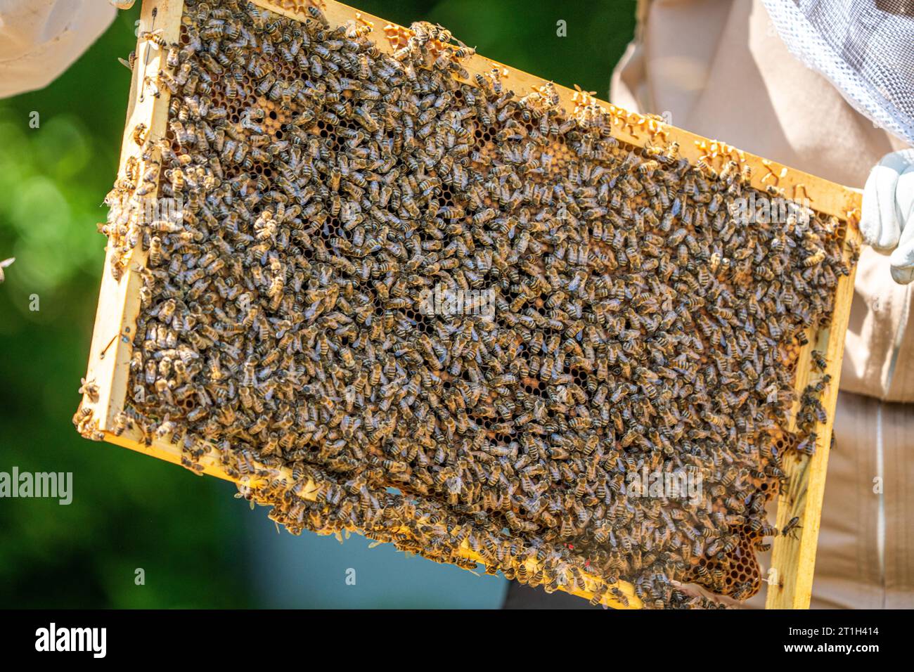Bee boxes at the beekeeper, Black Forest, Gechingen, Germany Stock ...