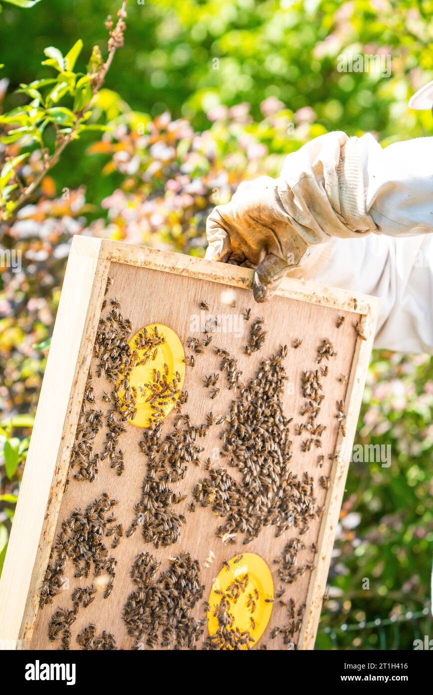 Bee boxes at the beekeeper, Black Forest, Gechingen, Germany Stock ...