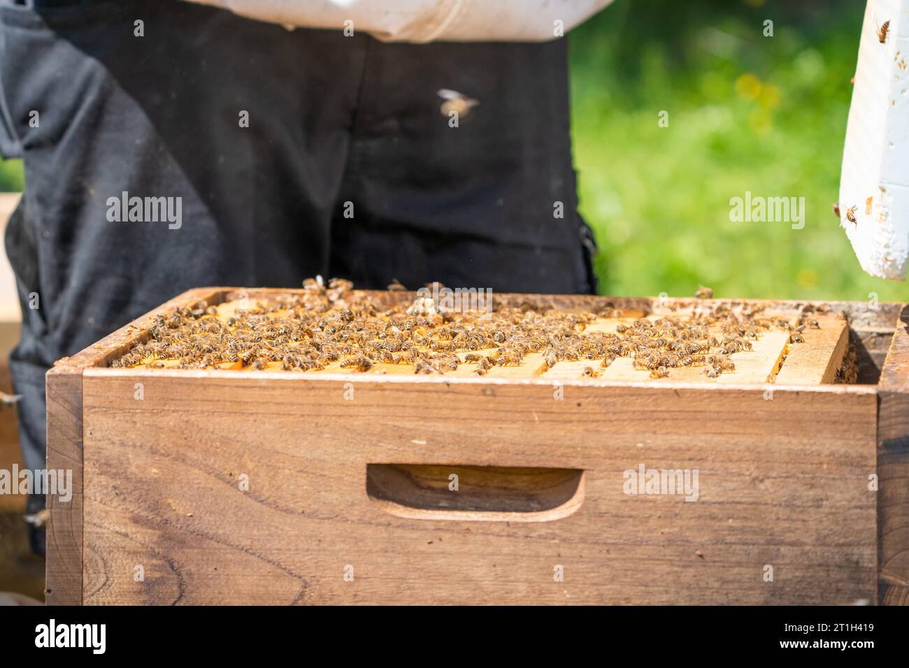 Bee boxes at the beekeeper, Black Forest, Gechingen, Germany Stock ...