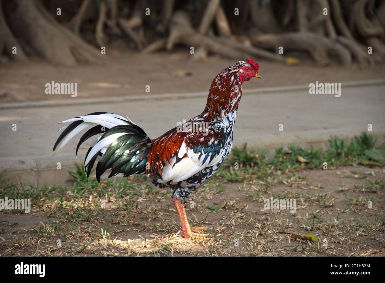 Portrait of colorful young rooster in nature Stock Photo - Alamy