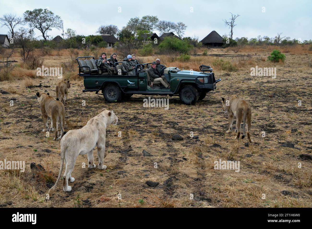 Tourists watching lions (Panthera leo) of the Birmingham pride, white ...
