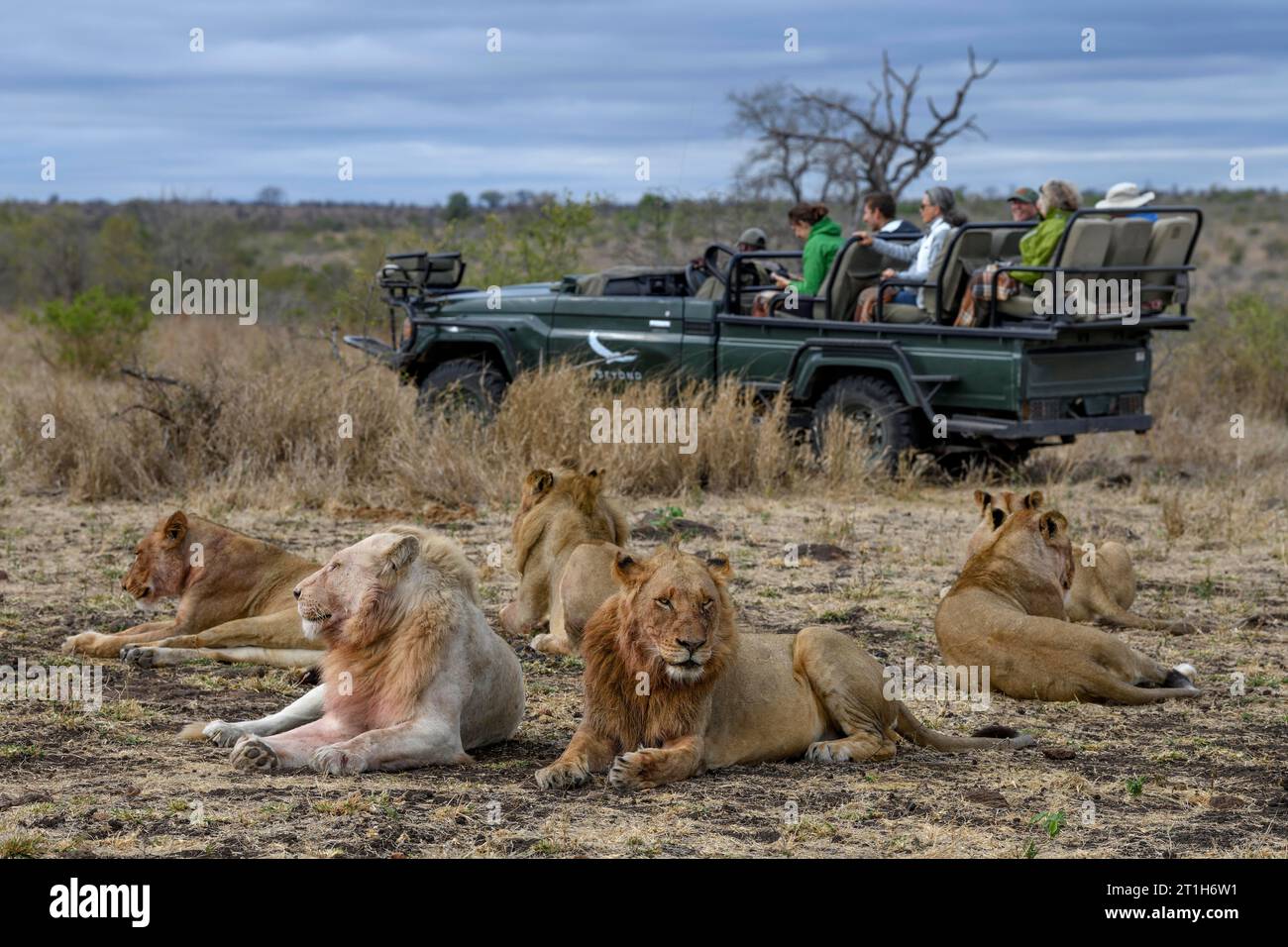 Tourists watching lions (Panthera leo) of the Birmingham pride, white ...