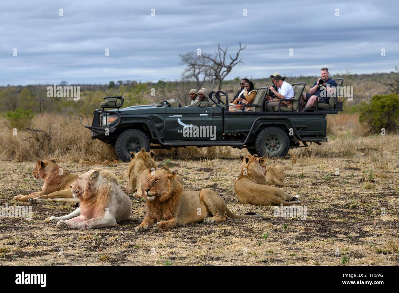 Tourists watching lions (Panthera leo) of the Birmingham pride, white ...
