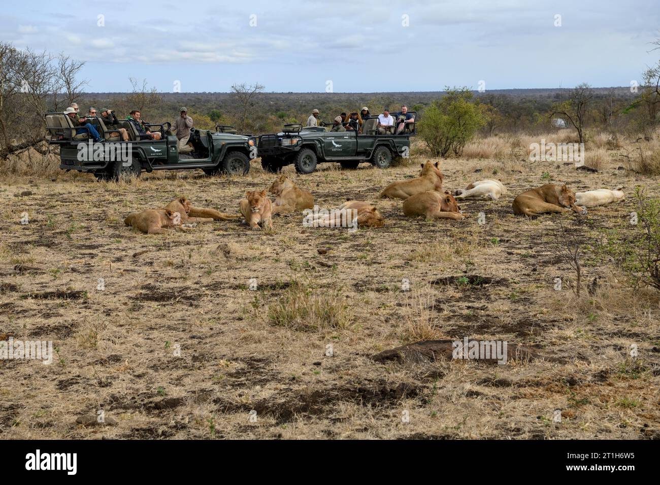 Tourists watching lions (Panthera leo) of the Birmingham pride, white ...
