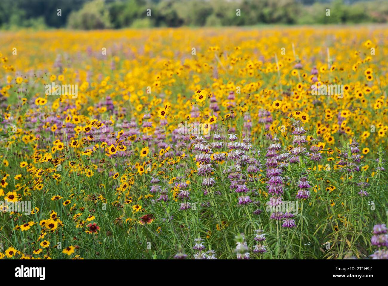 Native wildflowers bursting with yellow, purple, and green colors in a ...
