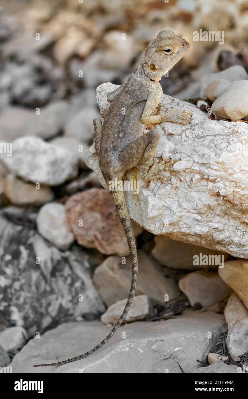 Desert agama. Judaean Desert, Israel Stock Photo - Alamy