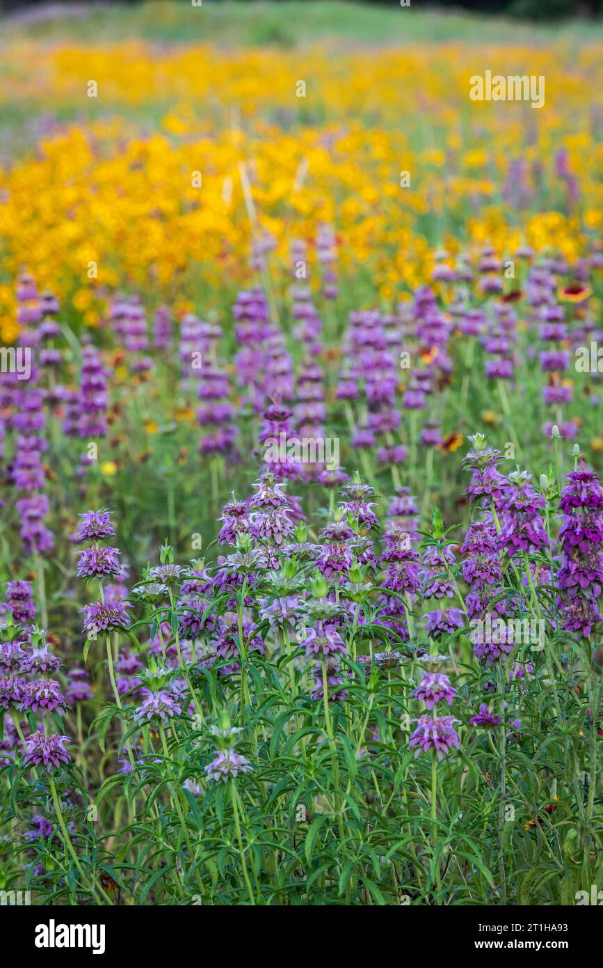 Native wildflowers bursting with yellow, purple, and green colors in a ...