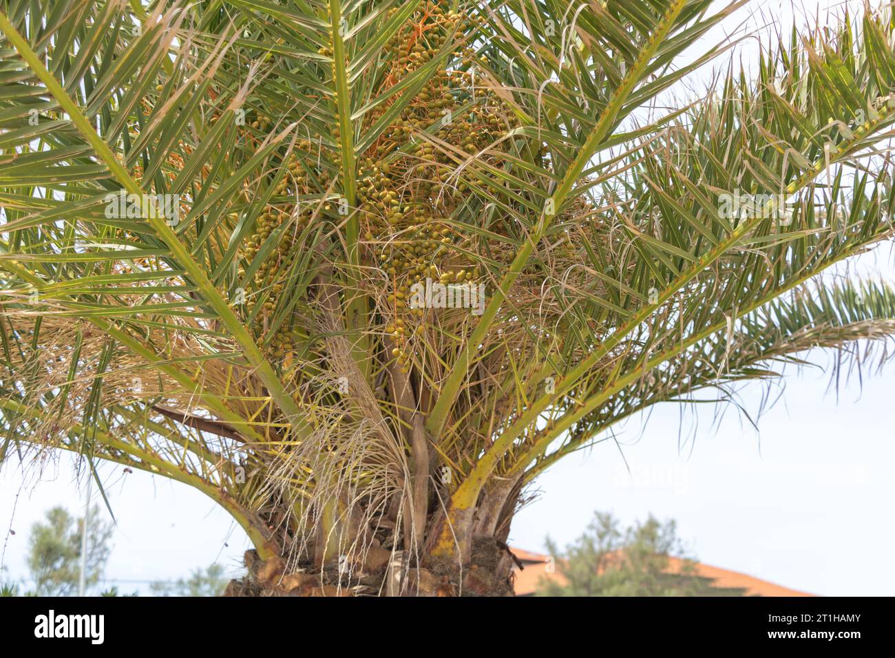 Date palm tree in the garden, closeup of a date palm Stock Photo - Alamy