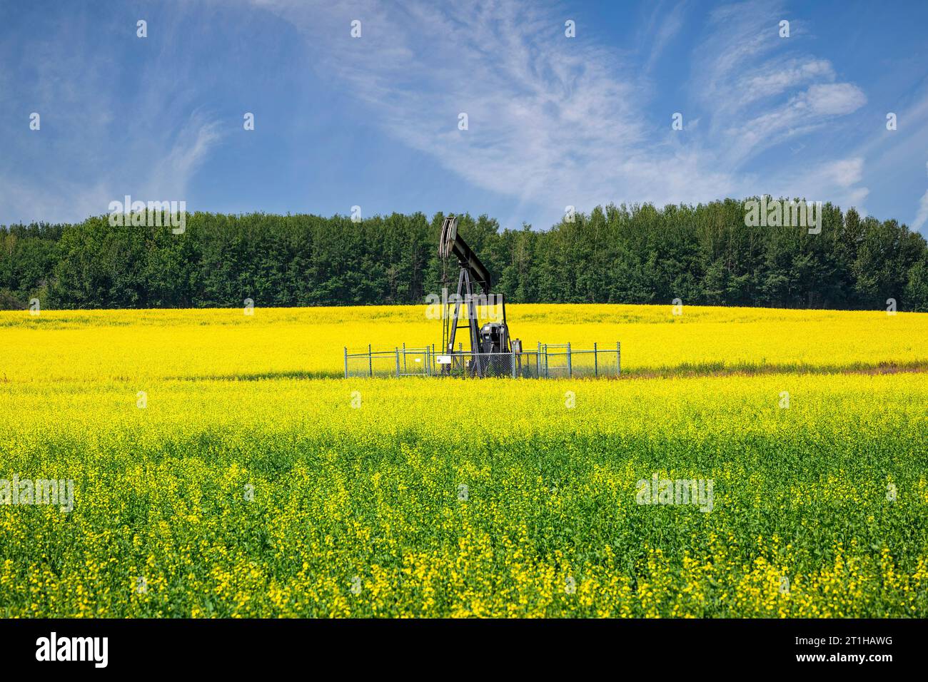 Oil rig in field of canola flowers with trees in background Stock Photo ...