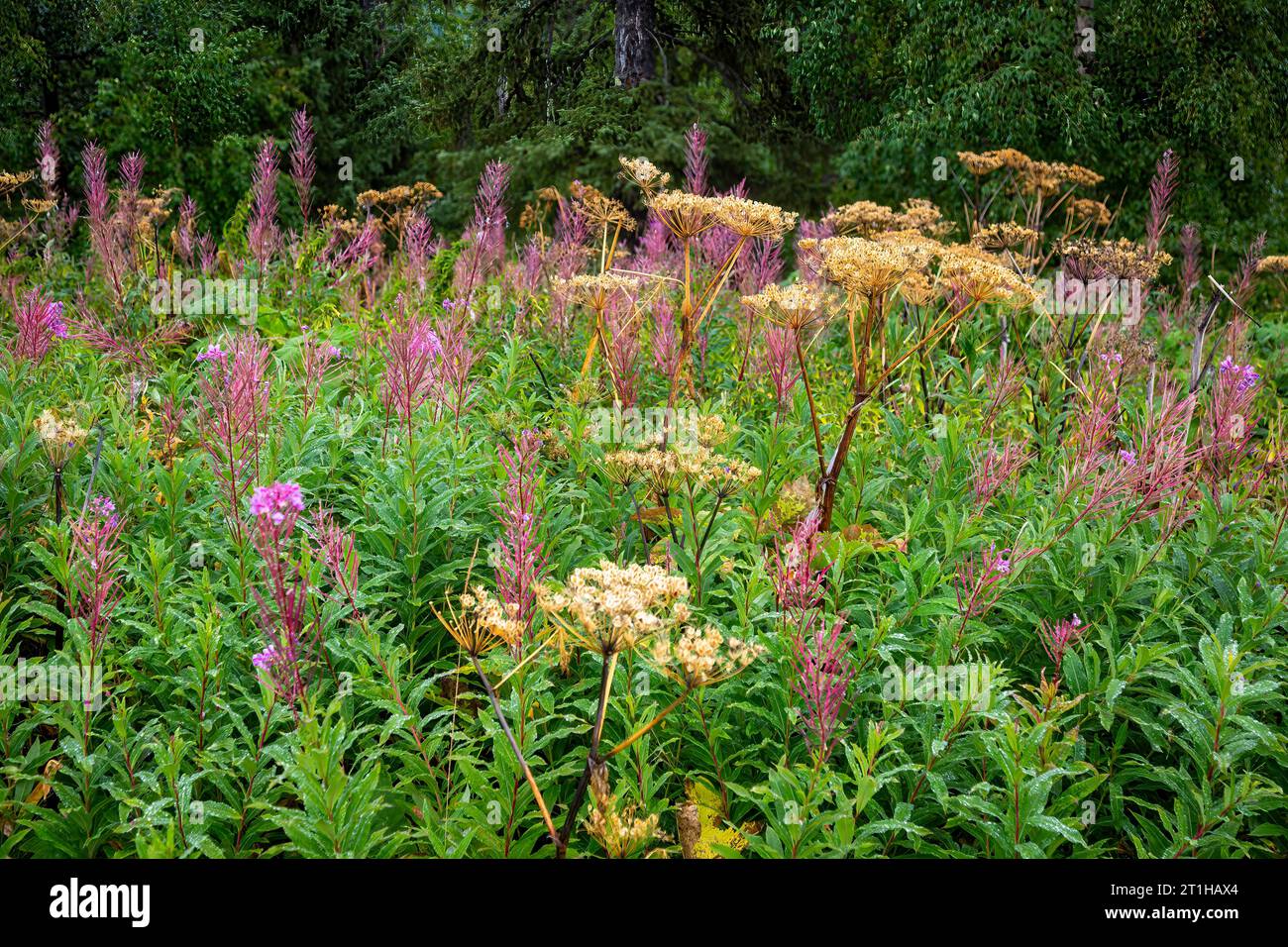 Wild flowers of Alberta Canada Stock Photo - Alamy