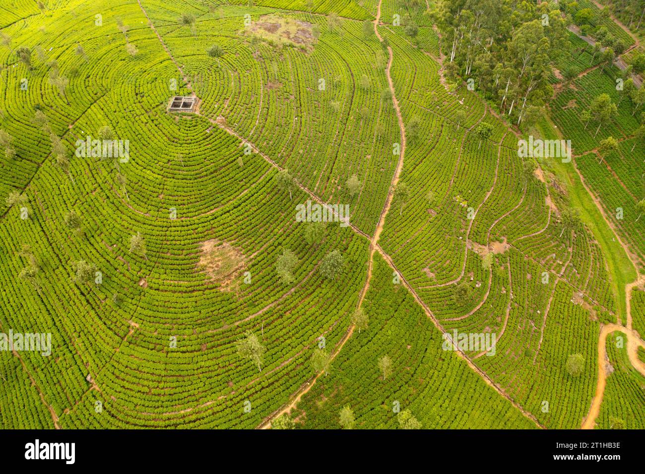 Tropical landscape with Tea estate among the mountains. Tea plantations ...