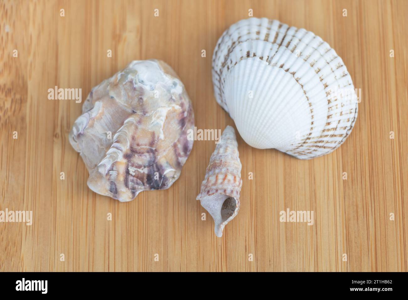 Perspective seashells hi-res stock photography and images - Alamy