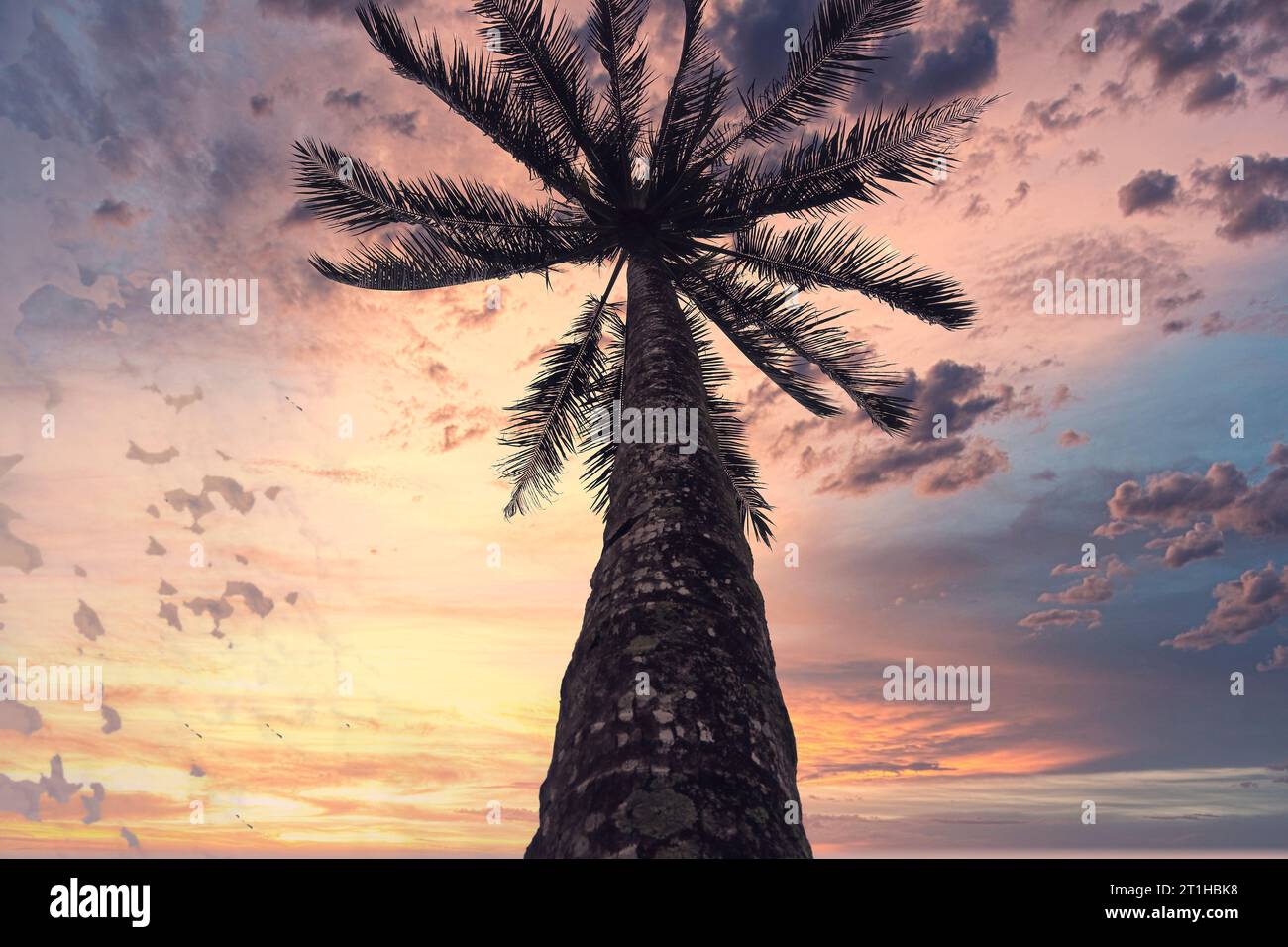 Palm tree truck hi-res stock photography and images - Alamy