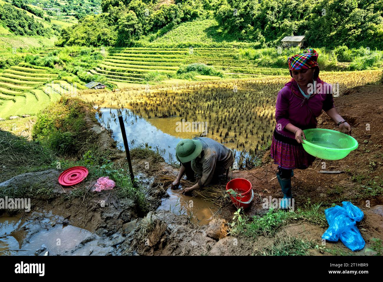 Flower Hmong couple working their rice paddy, Mu Cang Chai, Yen Bai ...
