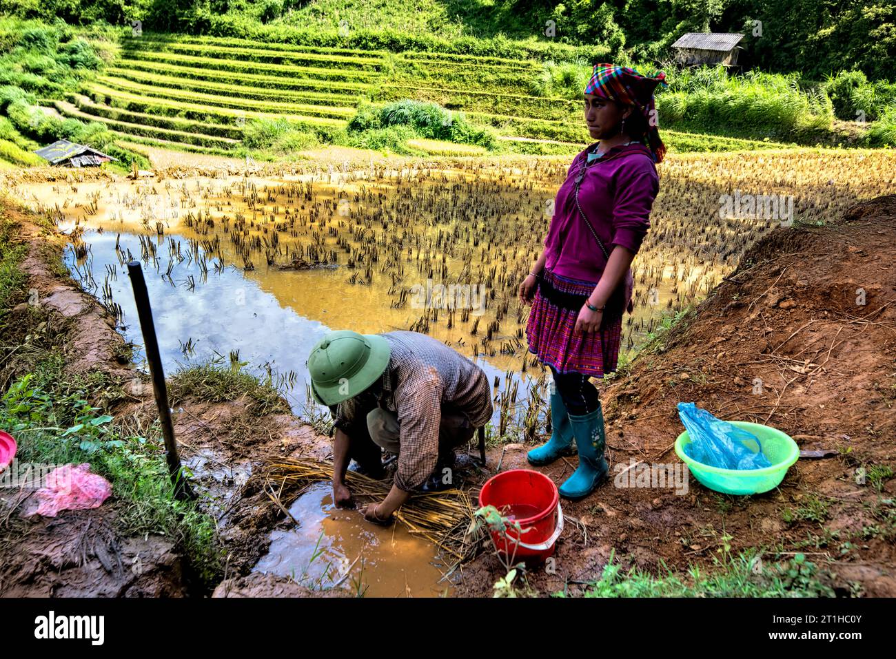 Flower Hmong couple working their rice paddy, Mu Cang Chai, Yen Bai ...