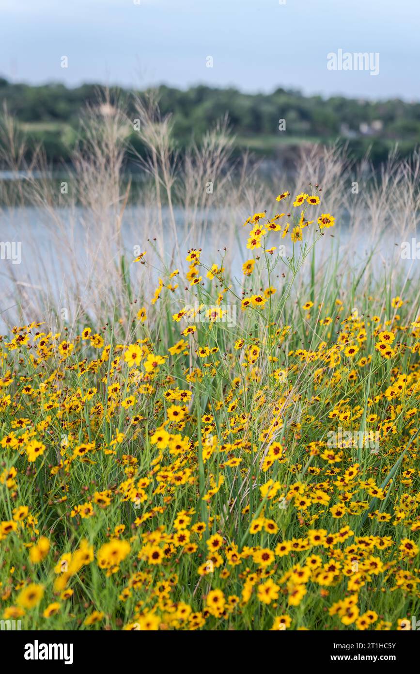 Native wildflowers bursting with yellow, purple, and green colors in a ...