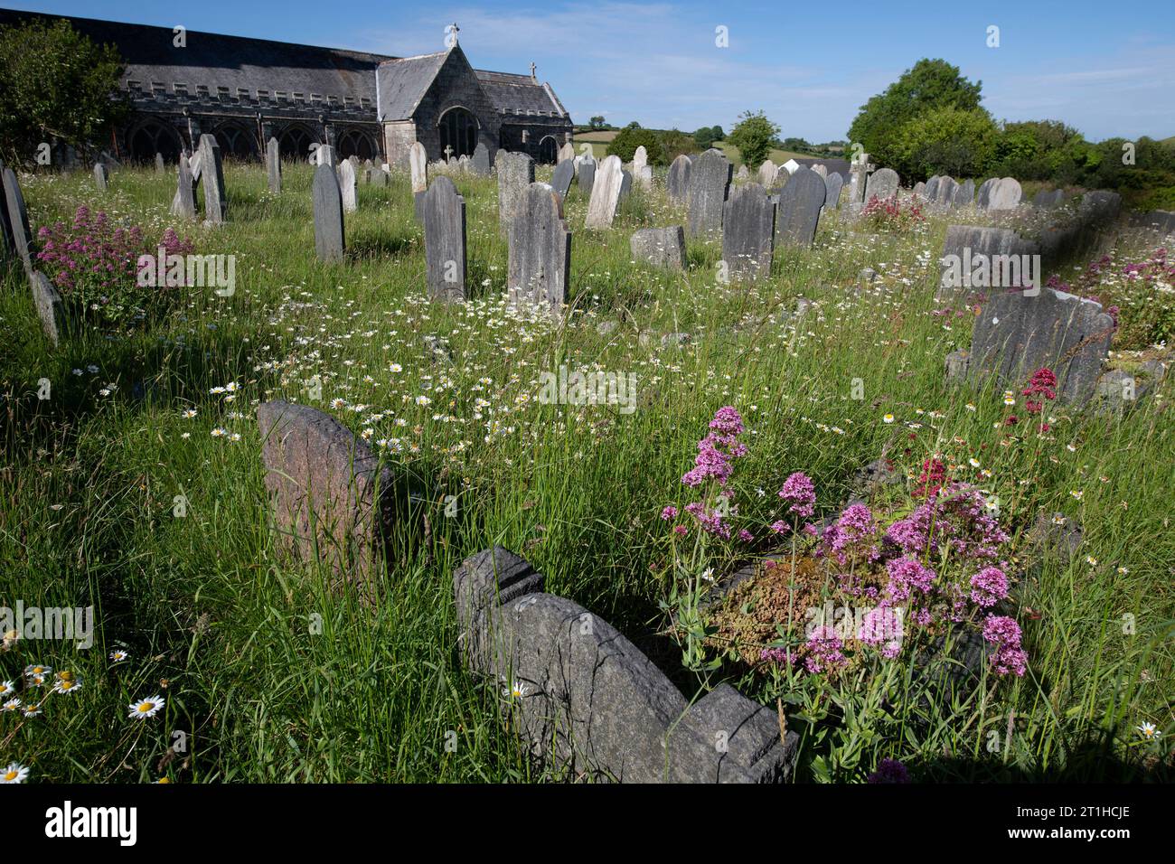 Graveyard with Daisies, St Peter's Church, Ugborough, Devon, England ...
