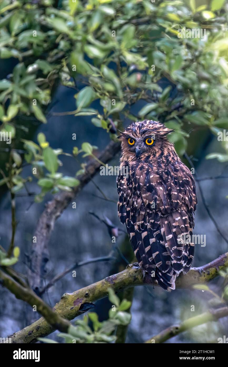 Buffy Fish-Owl (Ketupa ketupu) is a large orange-brown owl with ...
