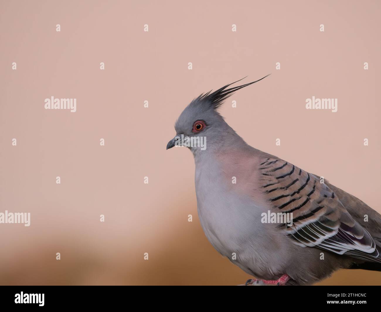 Portrait crested pigeon bird hi-res stock photography and images - Alamy