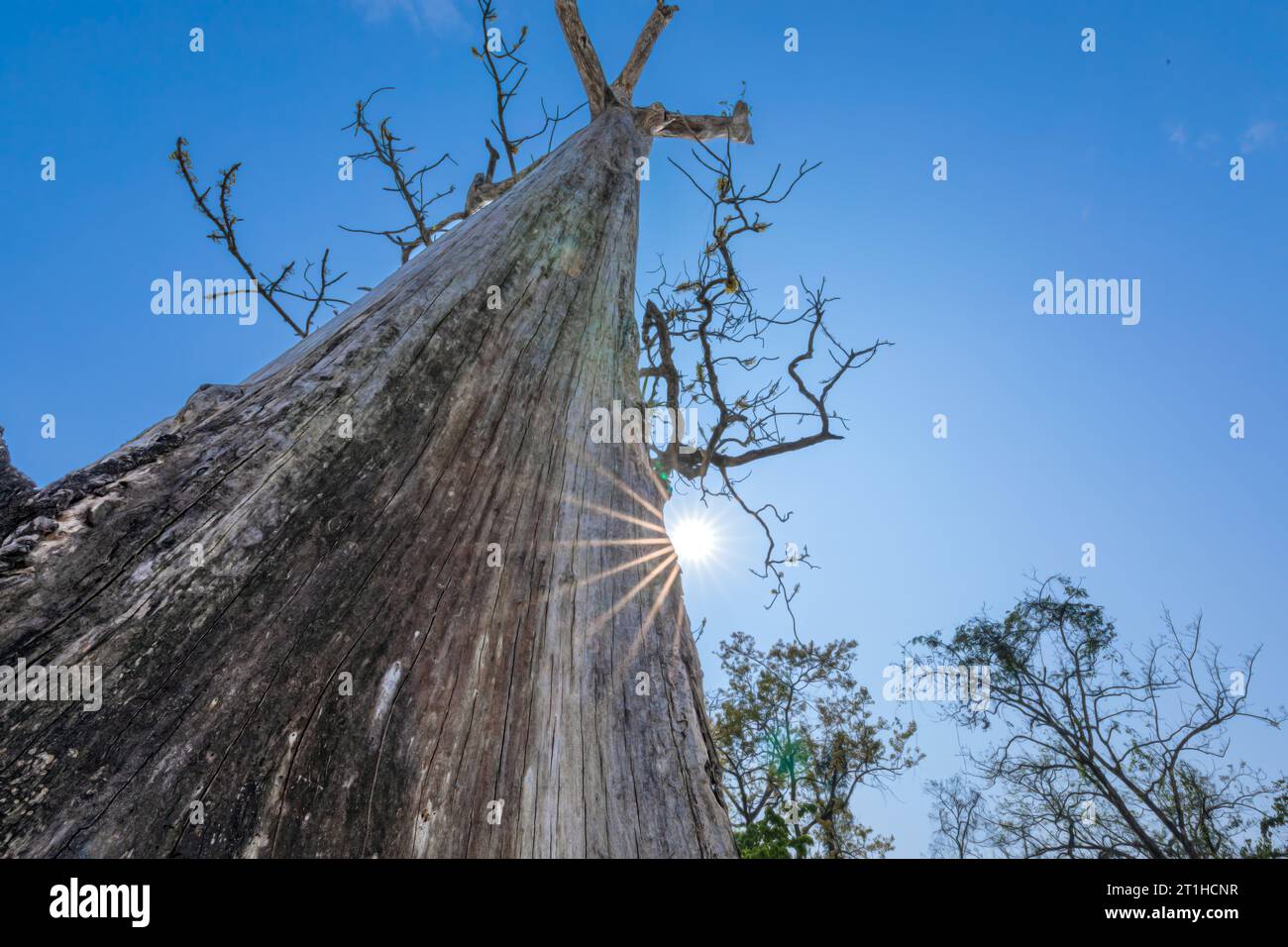 Giant paper bark tree hi-res stock photography and images - Alamy