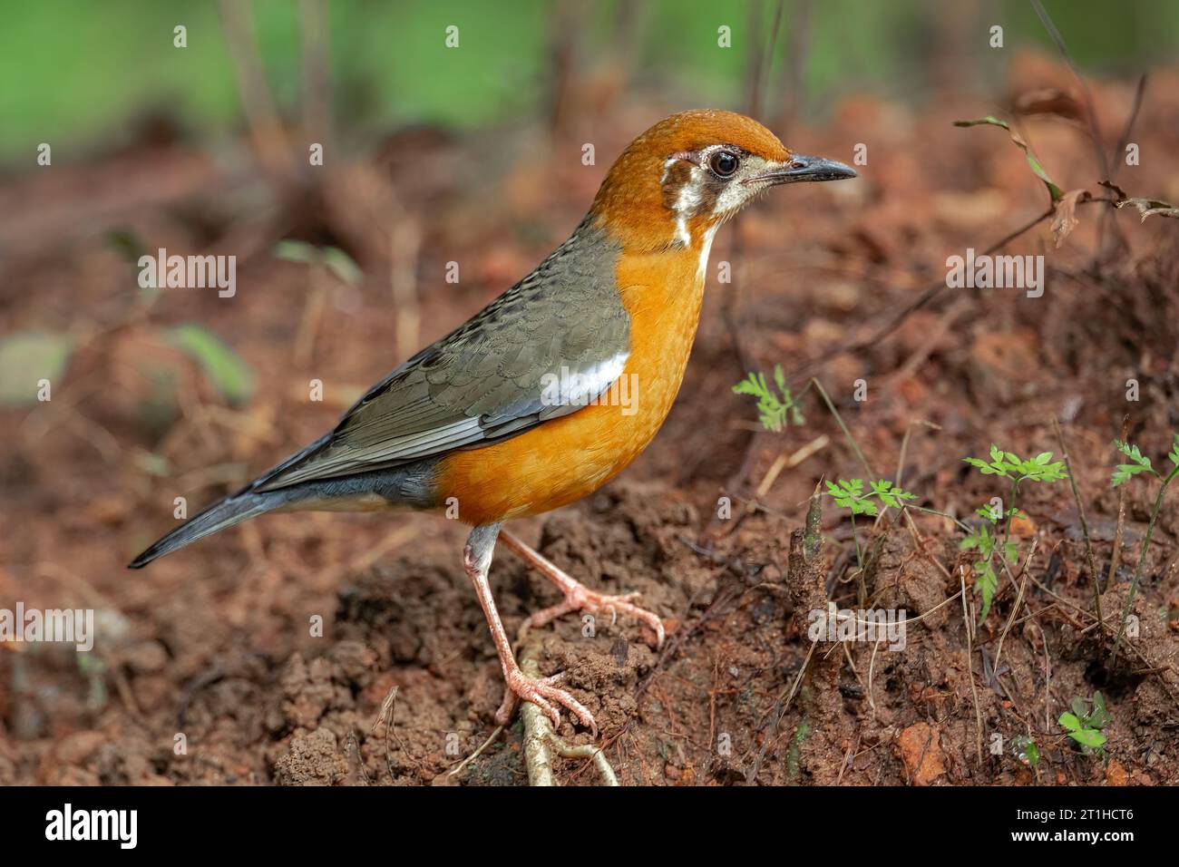 Orange-headed Thrush (white-throated) (Geokichla citrina) is a brightly ...