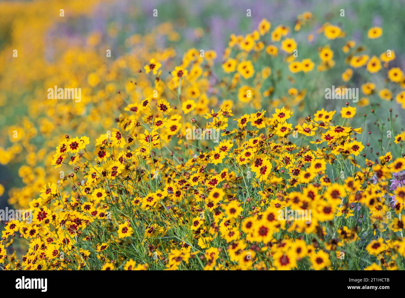 Texas hill country native wildflowers hi-res stock photography and ...