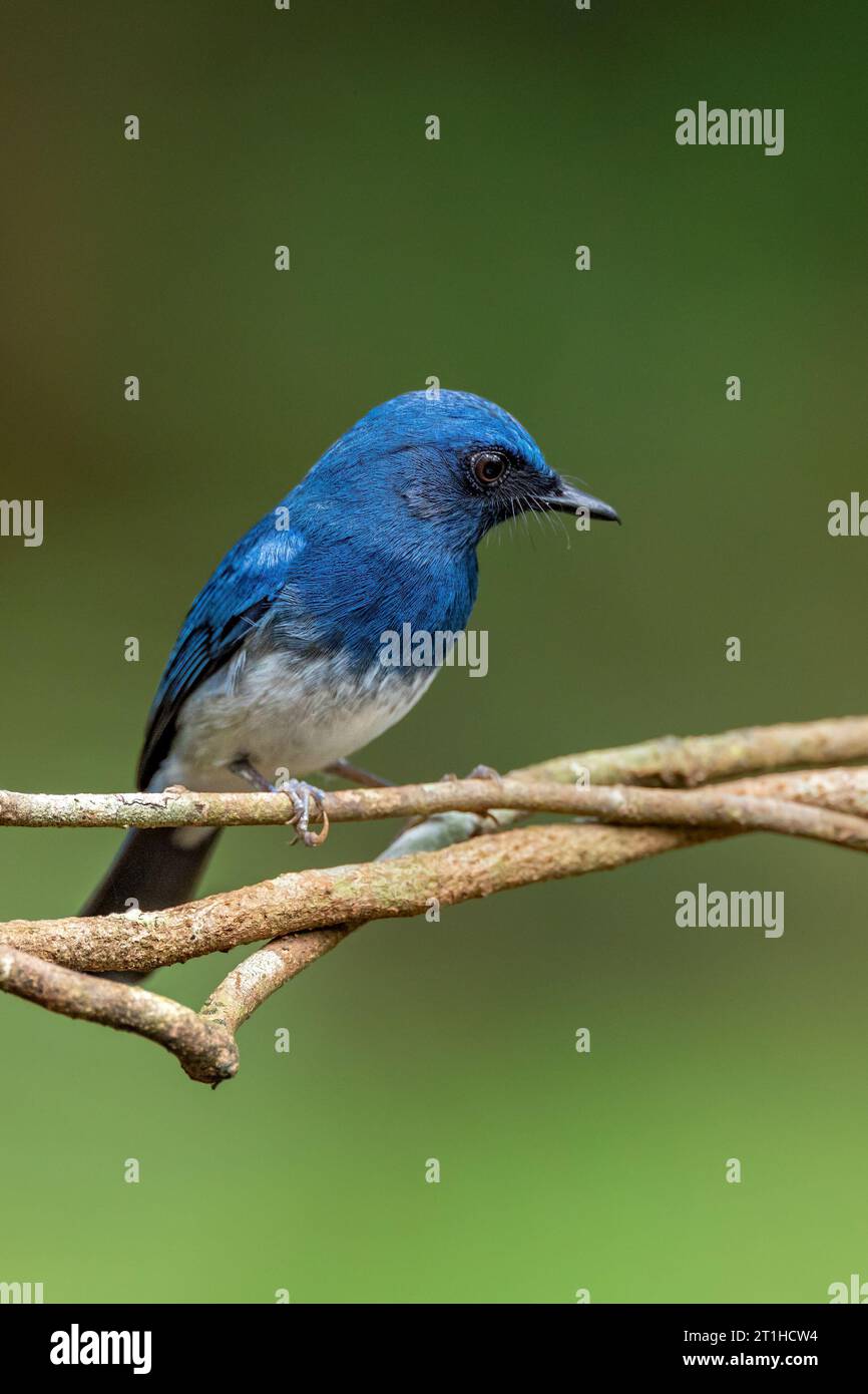 White-bellied Blue Flycatcher (Cyornis pallidipes) is a dainty blue ...