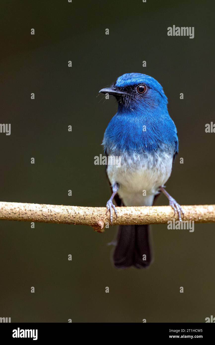 White-bellied Blue Flycatcher (Cyornis pallidipes) is a dainty blue ...