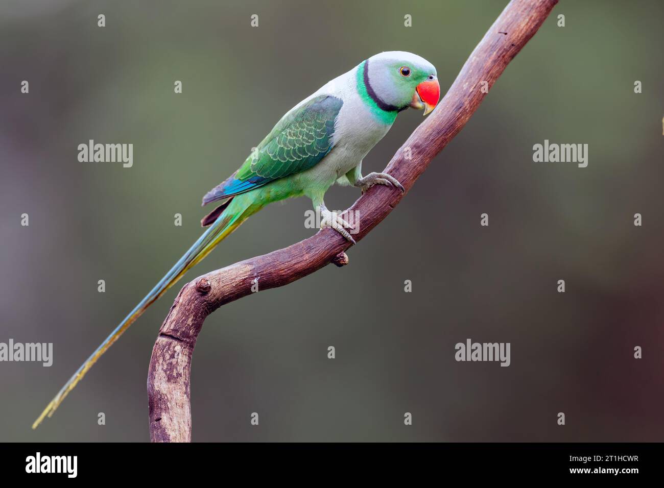 Malabar Parakeet or Blue-winged Parakeet (Psittacula columboides)-A ...