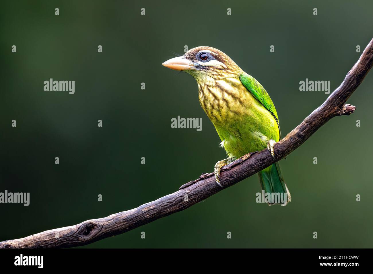 White cheeked barbet or small g hi-res stock photography and images - Alamy