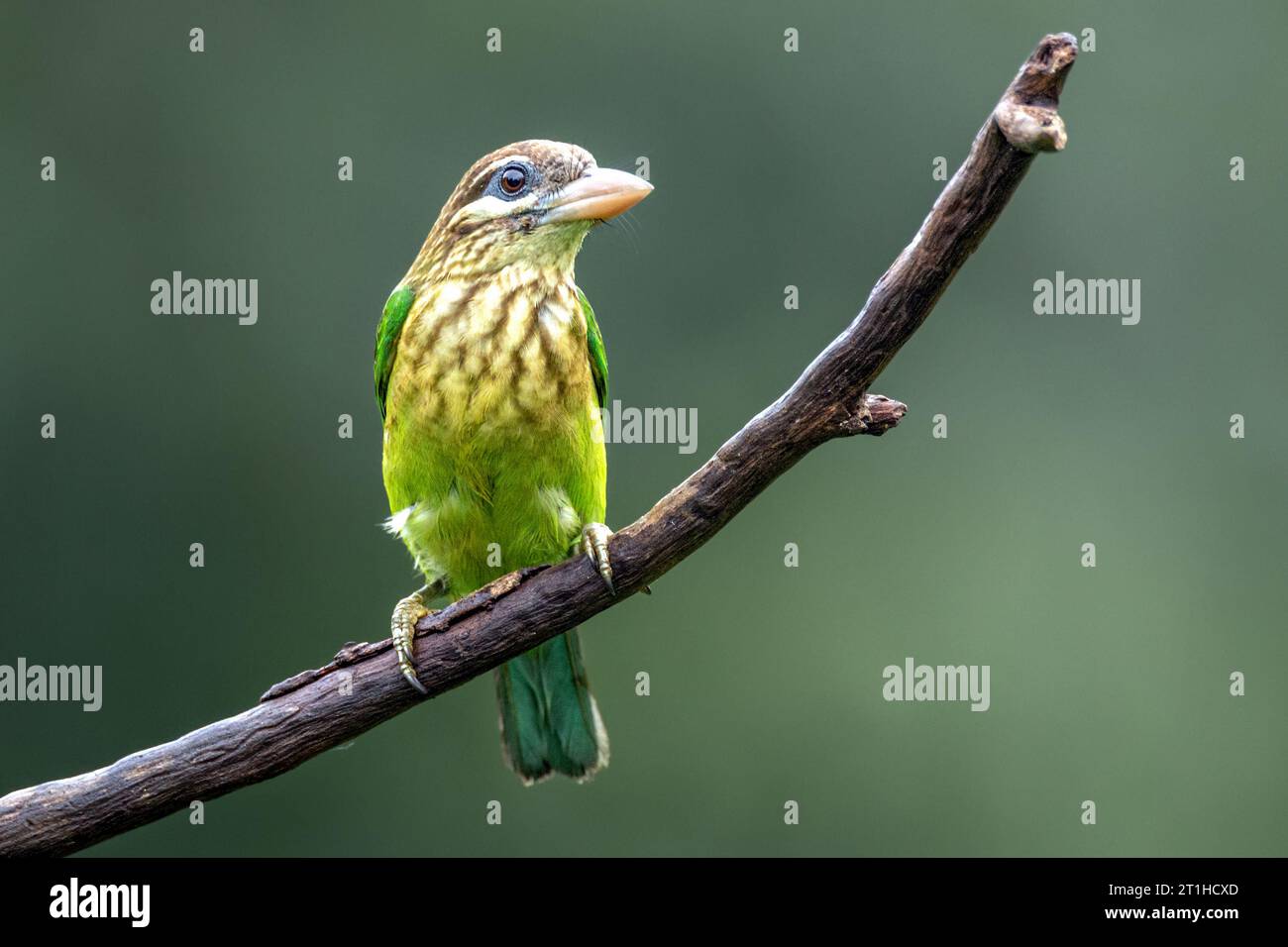 White cheeked barbet or small g hi-res stock photography and images - Alamy