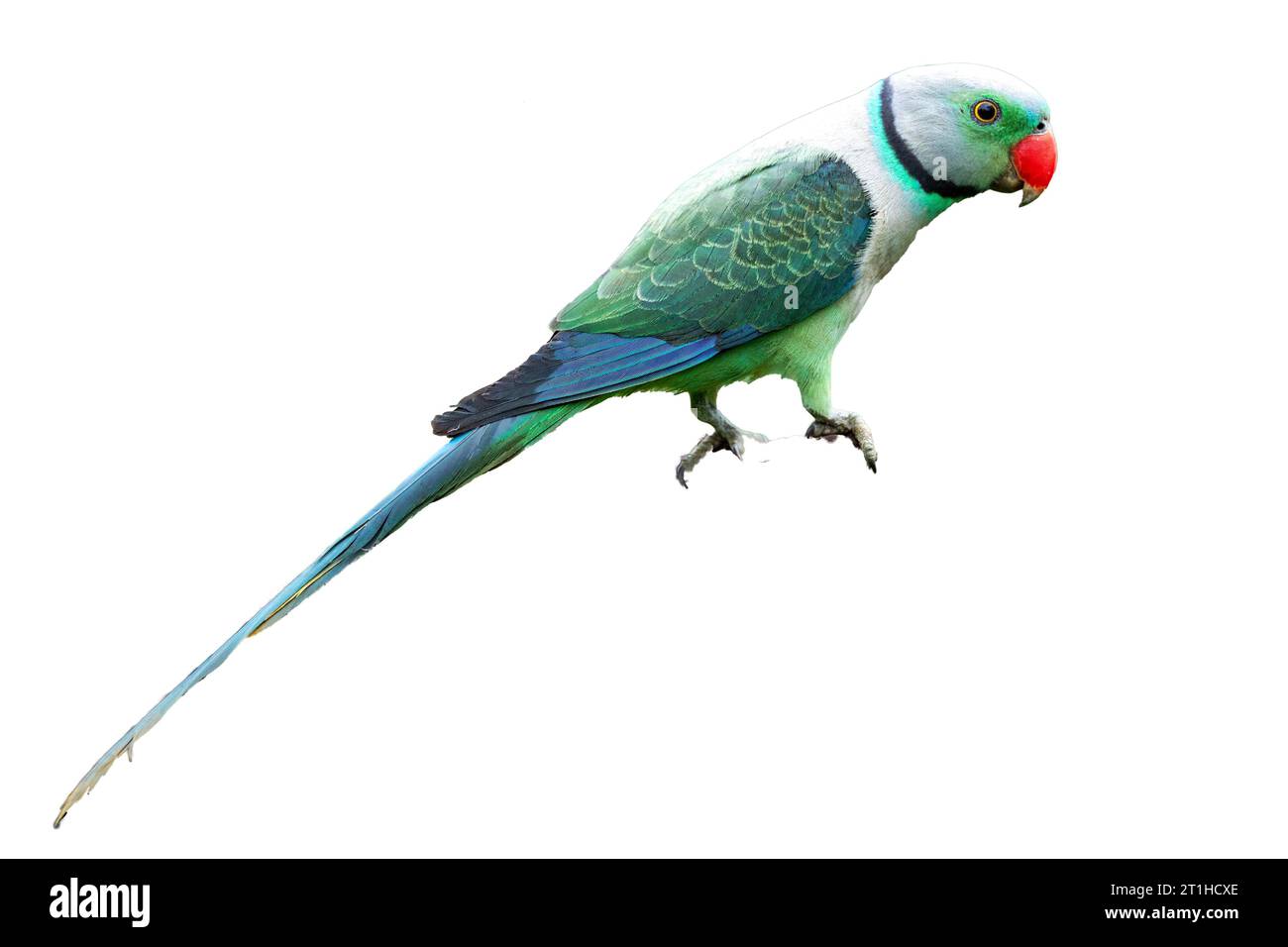 Malabar Parakeet or Blue-winged Parakeet (Psittacula columboides) is a ...