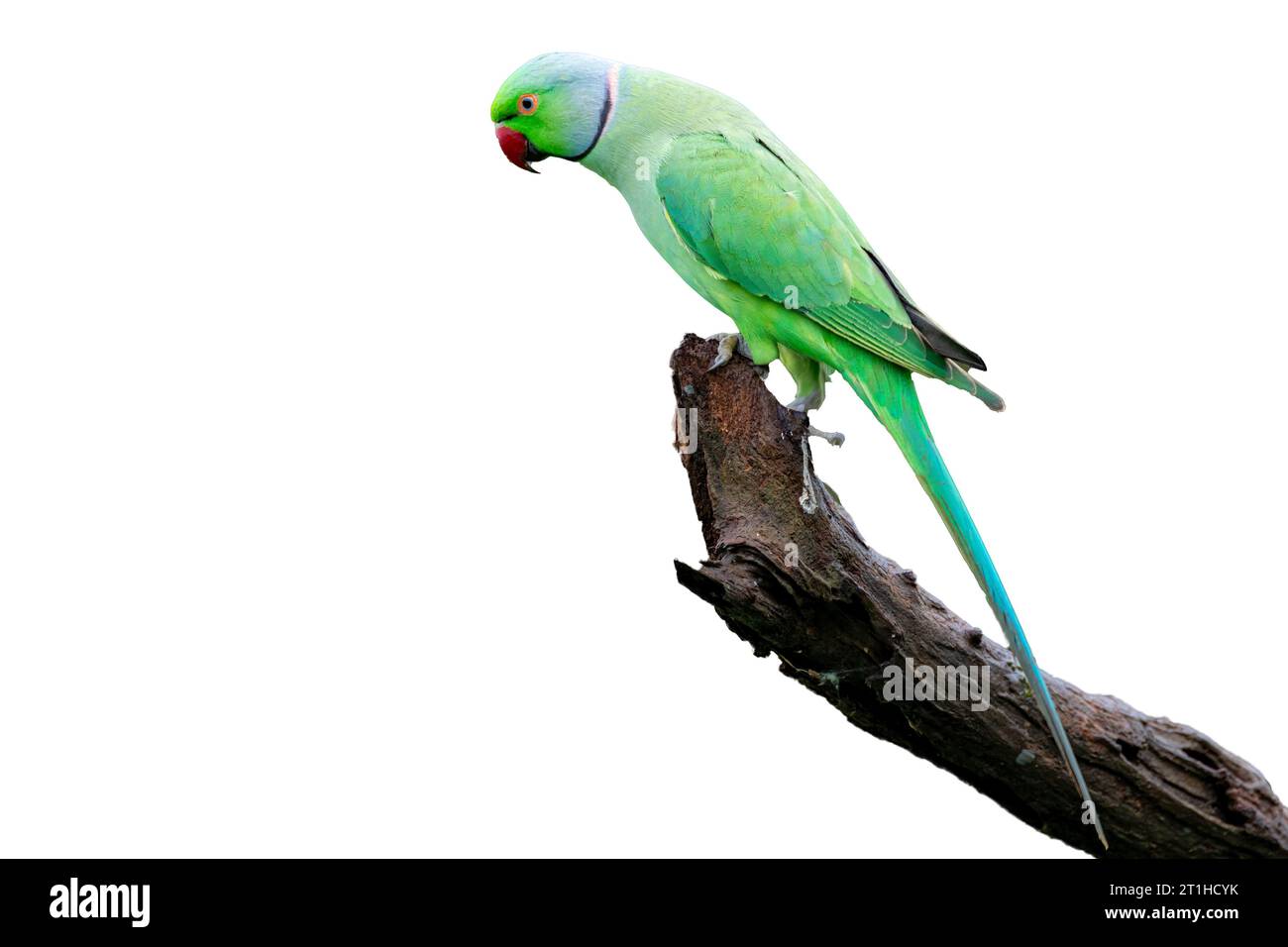 Malabar Parakeet or Blue-winged Parakeet (Psittacula columboides) is a ...