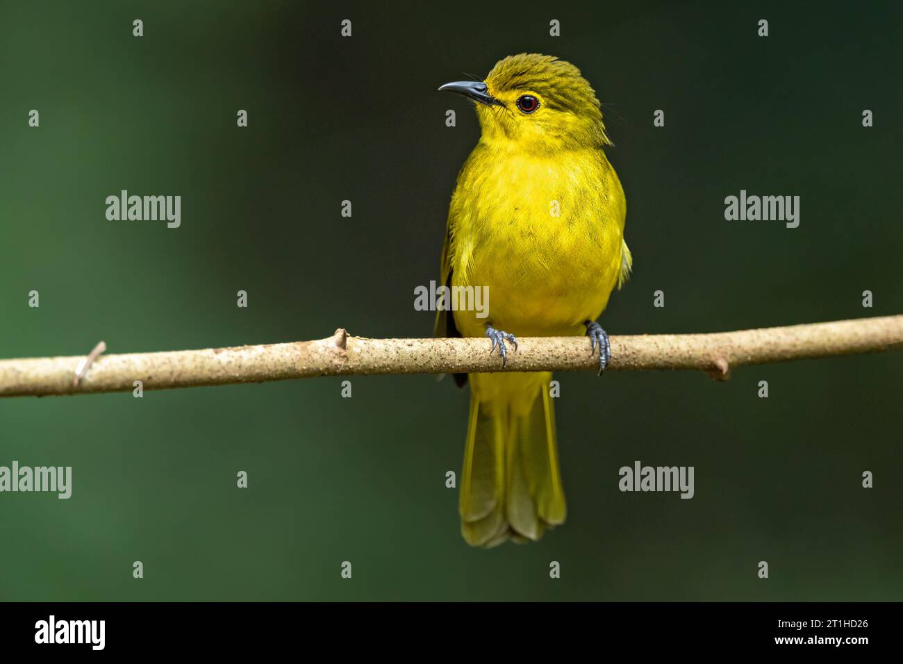 Yellow-browed Bulbul (Iole indica) ia a Yellow-green bulbul with a ...