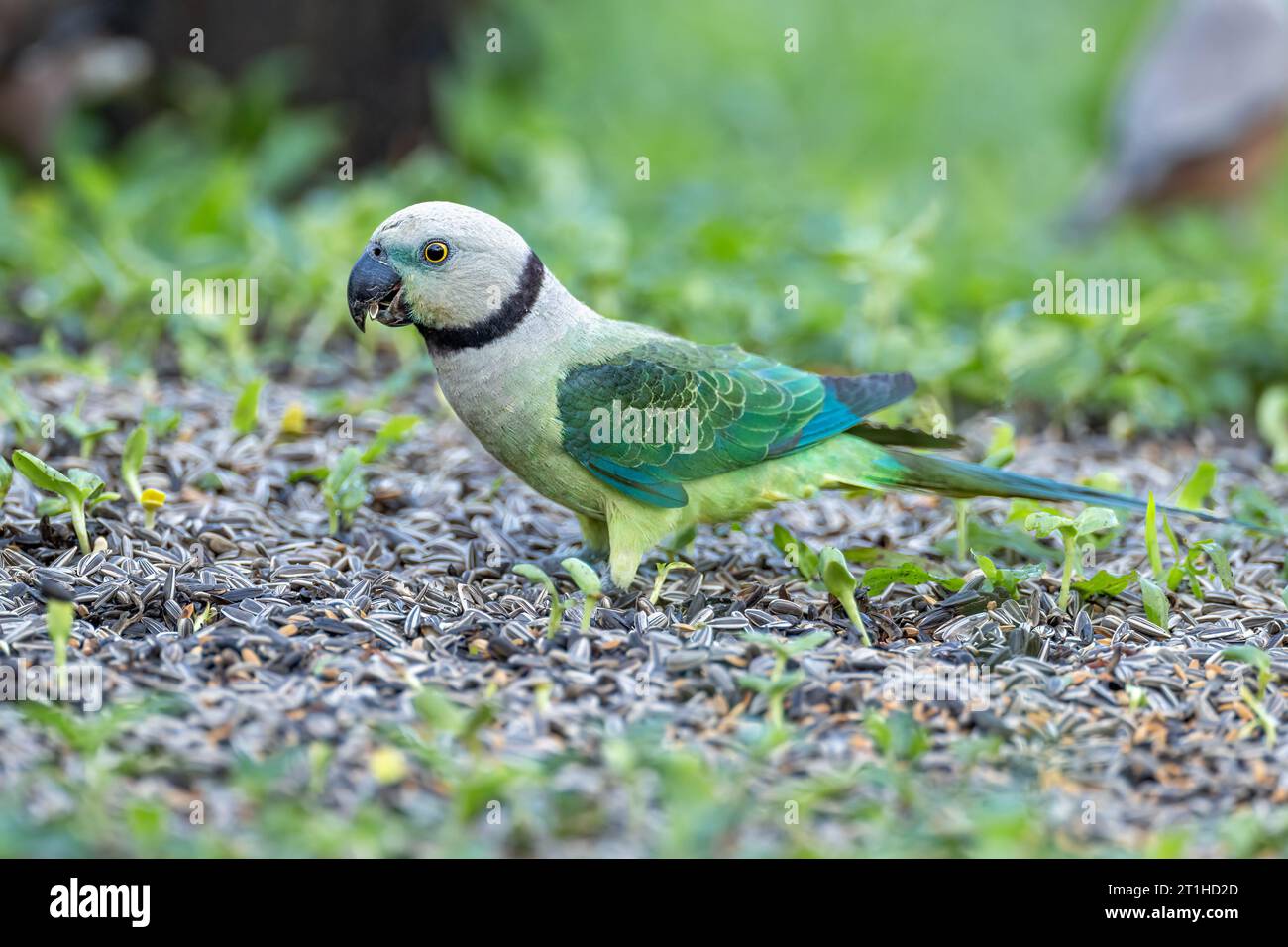 Malabar Parakeet or Blue-winged Parakeet (Psittacula columboides)-A ...