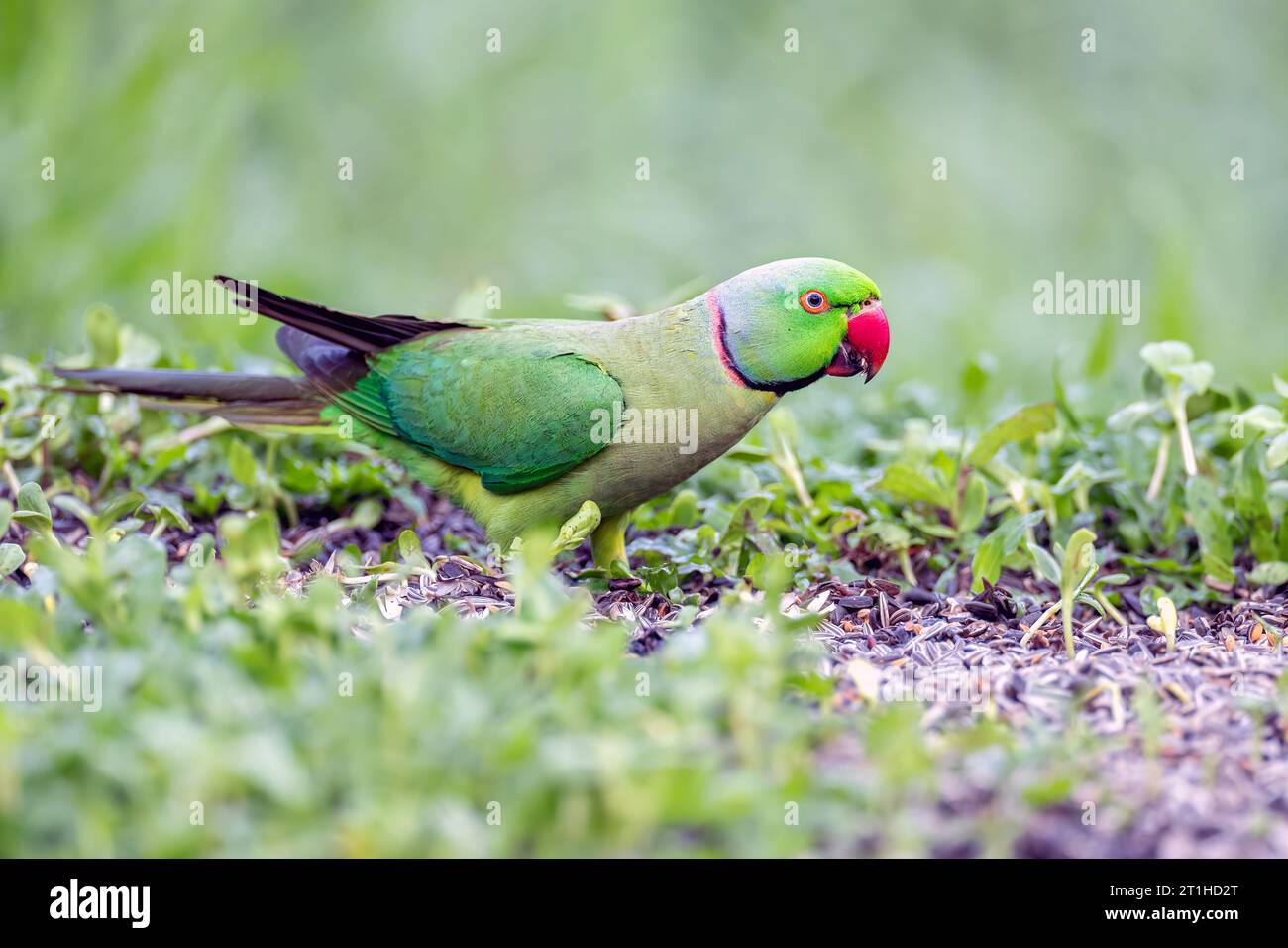 Vibrantly bright green parakeet hi-res stock photography and images - Alamy