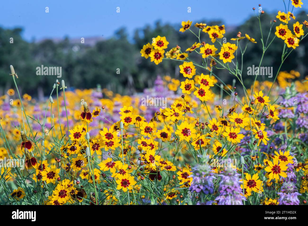 Native wildflowers bursting with yellow, purple, and green colors in a ...