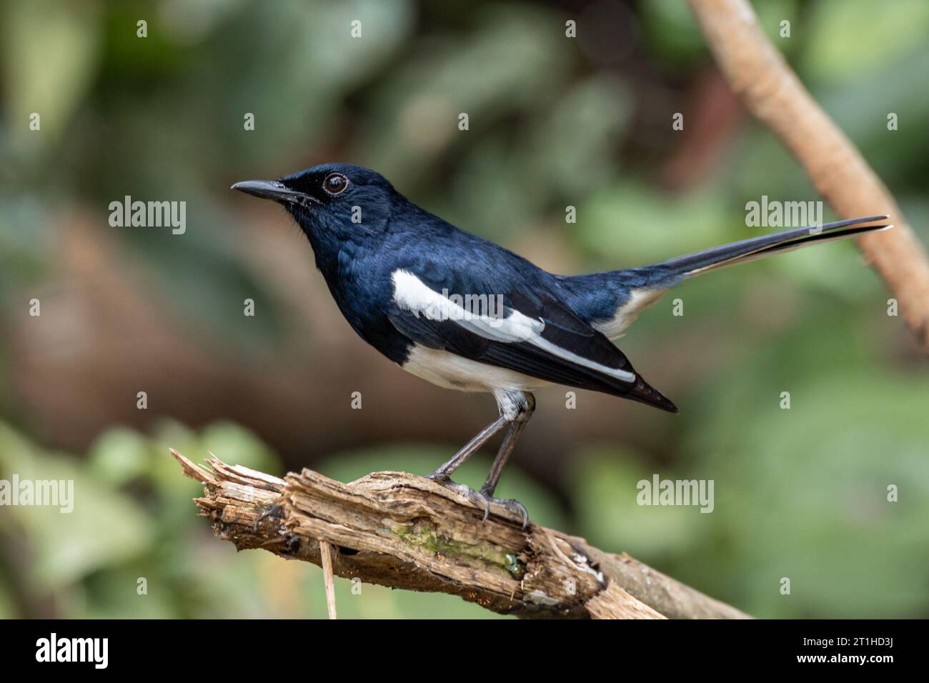 Outertail hi-res stock photography and images - Alamy