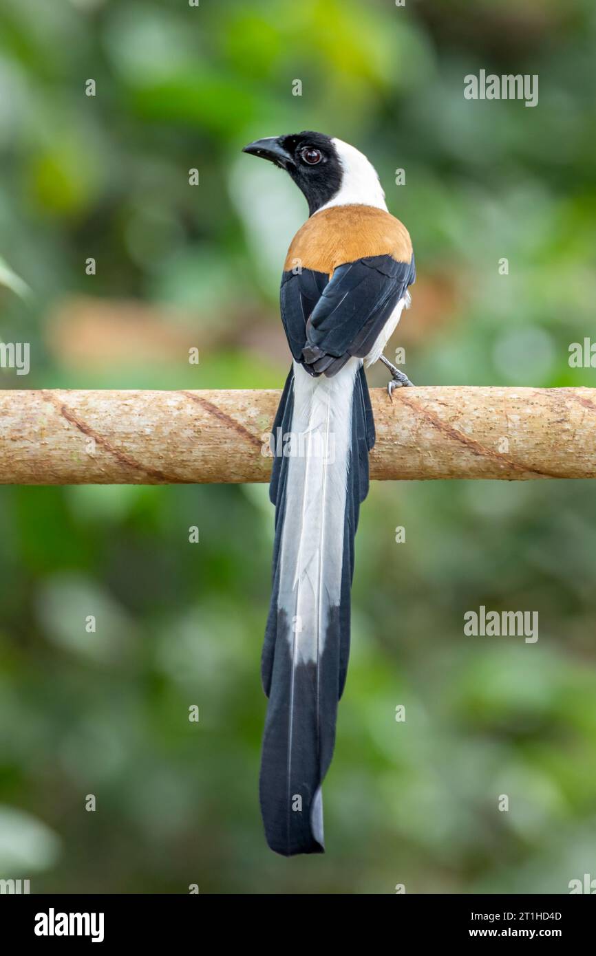 The White-bellied Treepie (Dendrocitta leucogastra Stock Photo - Alamy